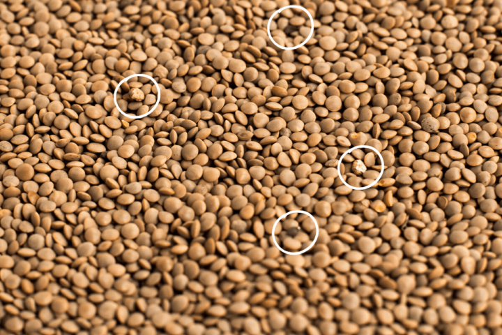How to Cook Lentils (3 easy steps!) - Easy Cheesy Vegetarian